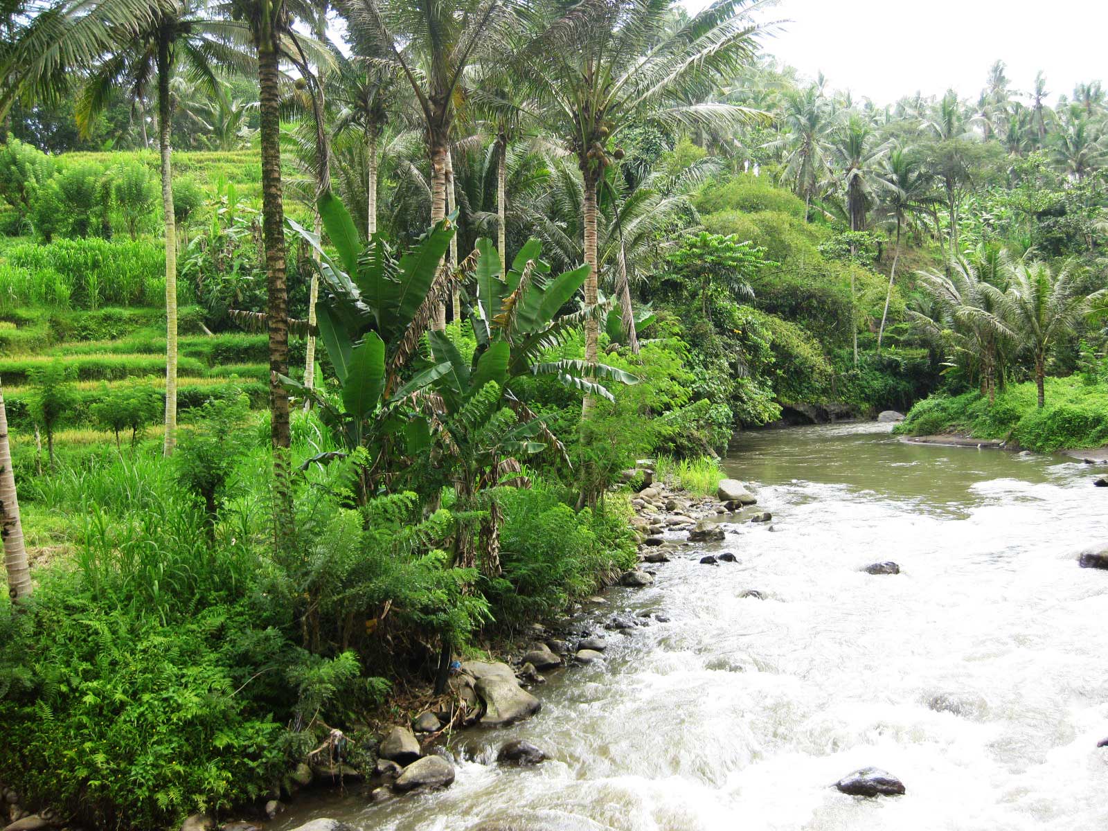 10 reasons to go trekking in Ubud Bali - The Travelling Squid