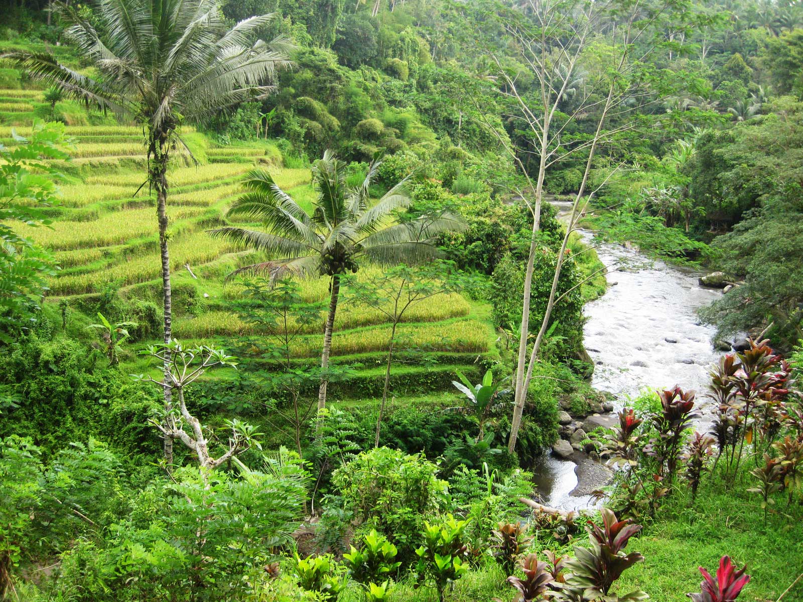 Photo story - Trekking in Ubud Bali at Penestanan and Sayan (Part 1 ...
