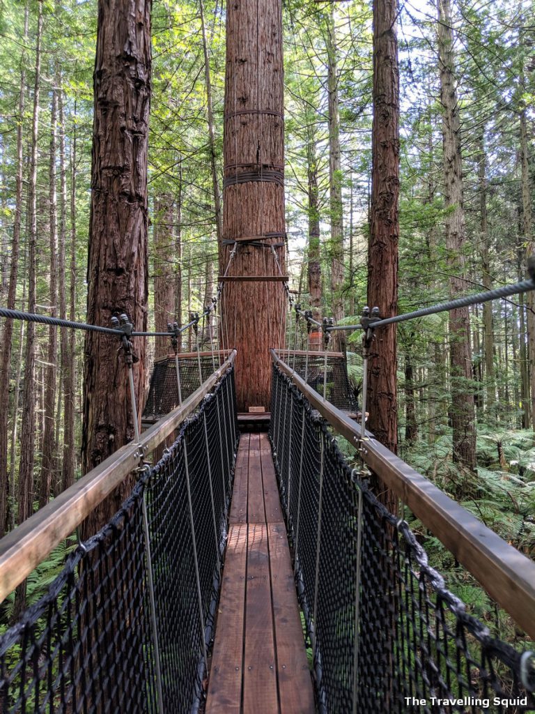 Is the treetop walk at the Redwoods and Whakarewarewa Forest in Rotorua ...